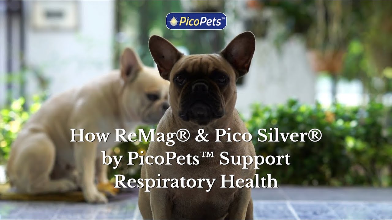 How ReMag® & Pico Silver® by PicoPets Support Respiratory Health - YouTube