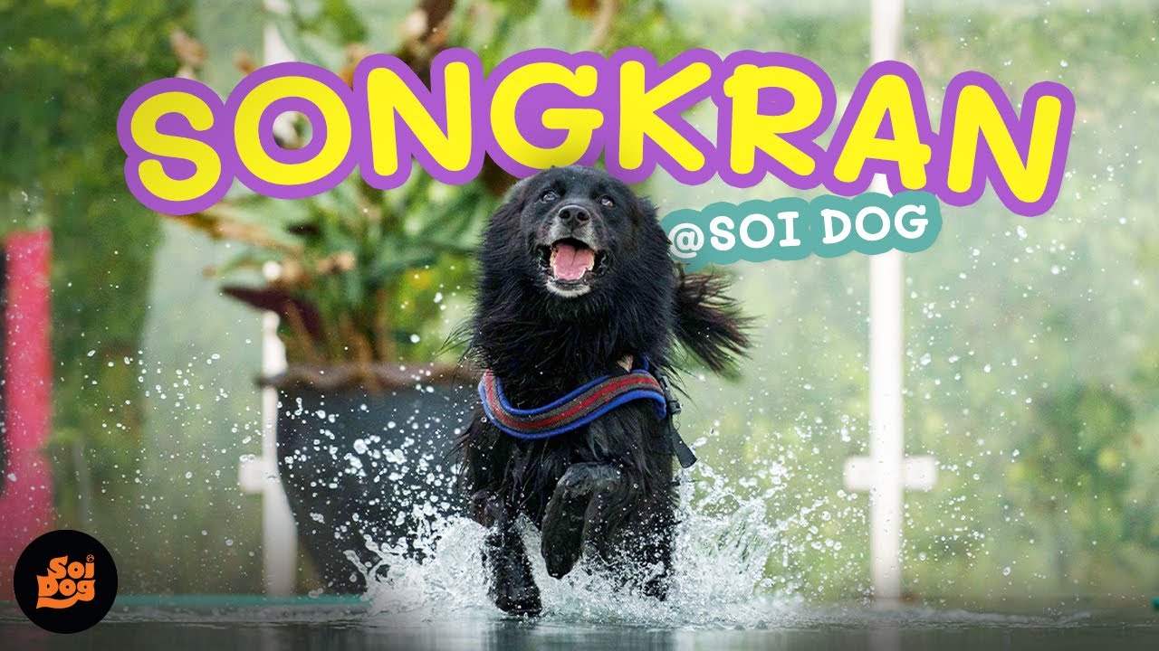 Pool Party with our Rescue Dogs | Happy Songkran from Soi Dog! - YouTube