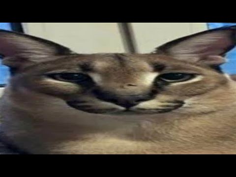 raise a floppa #5 RIP baby floppa :c - YouTube