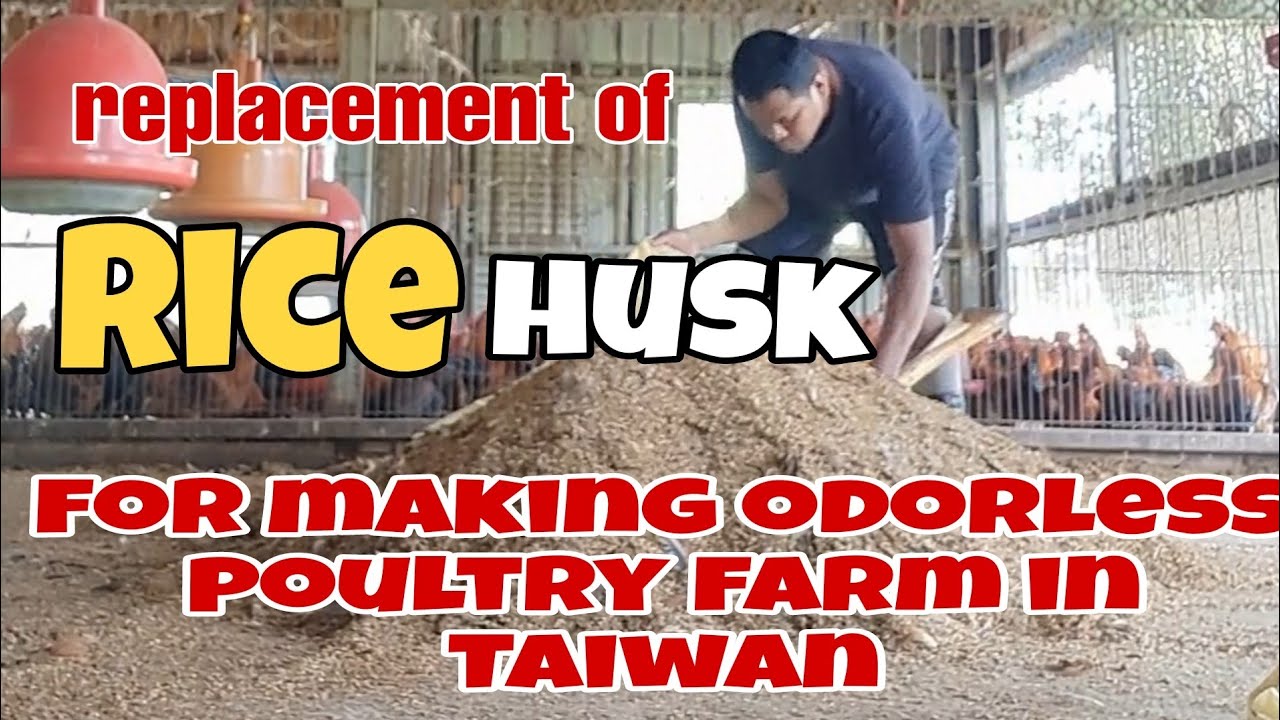 Replacement of Rice husk for odorless poultry farm in Taiwan #buhayofw ...