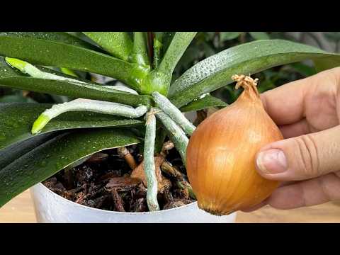 Ein wahrer Schatz für Orchideen! Sie blühen nonstop 🌺 und Wurzeln wachsen wie verrückt!