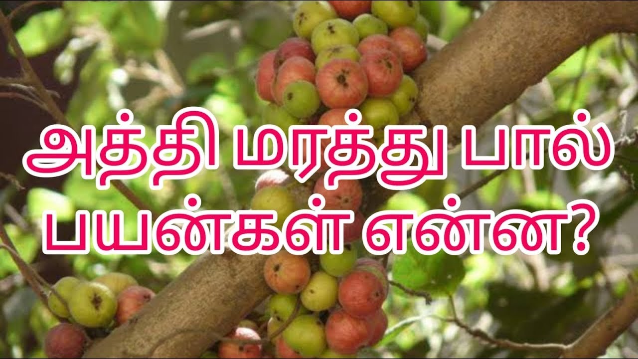 அத்தி மரத்து பால் நன்மைகள் என்ன?? | Indian Fig health benefits - YouTube