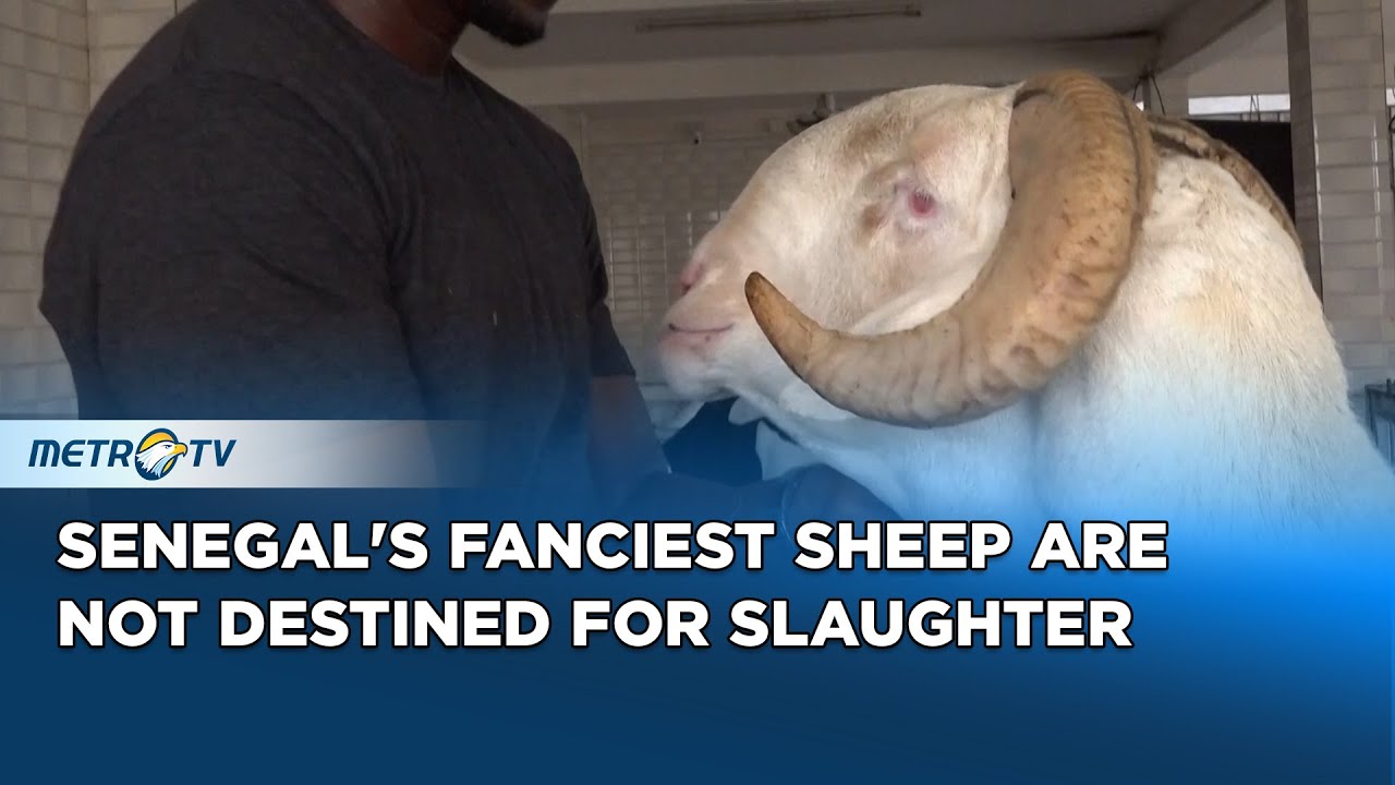 Senegal's Fanciest Sheep Lives Of Luxury - YouTube