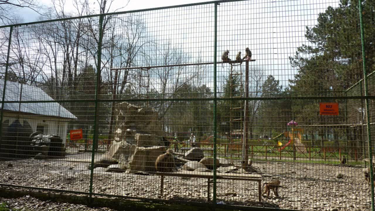 PARCUL C. STERE SI ZOO BUCOV PRAHOVA ROMANIA MUZICA ZAMFIR HD - YouTube