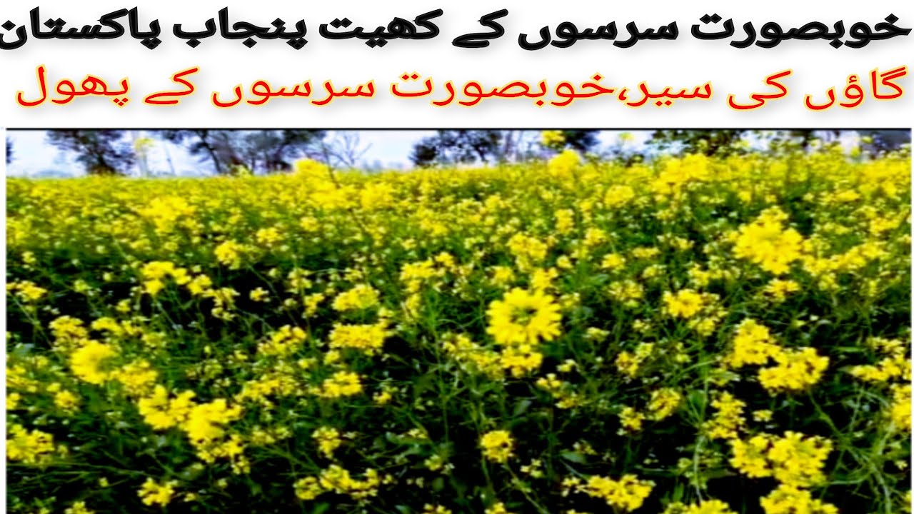 Mustard Cultivation| Sarson ki Kasht Sarson Ke khet |Sarson Ki Kheti ...