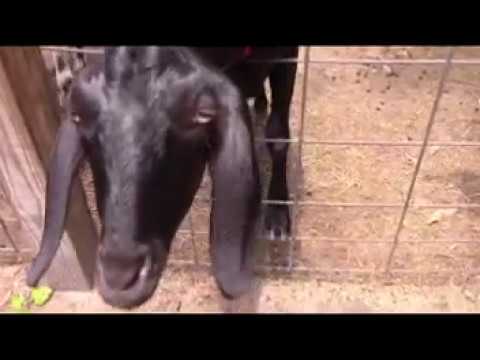 Uncle Donald's Farm, Lady Lake, Florida - YouTube