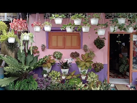 Teras Rumah Sederhana dengan Tanaman Hias Rimbun  yang Tertata Rapi || Teras jadi Semakin Cantik