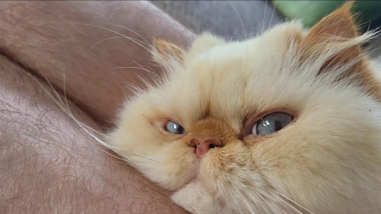 Fat Boy's favourite part of the day - cuddles time! - YouTube