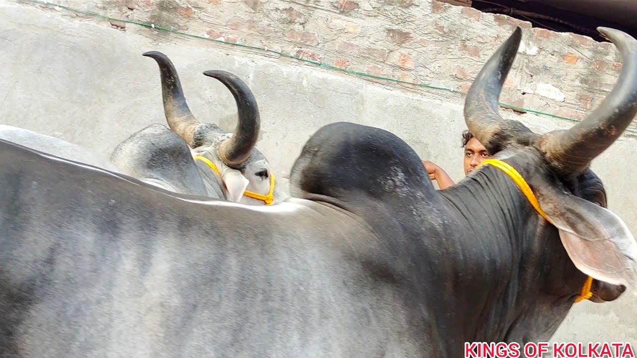 HUGE AND HEAVIEST 🔥 KANKAREJ COW OF METIABRUZ KOLKATA #viral || Kings ...