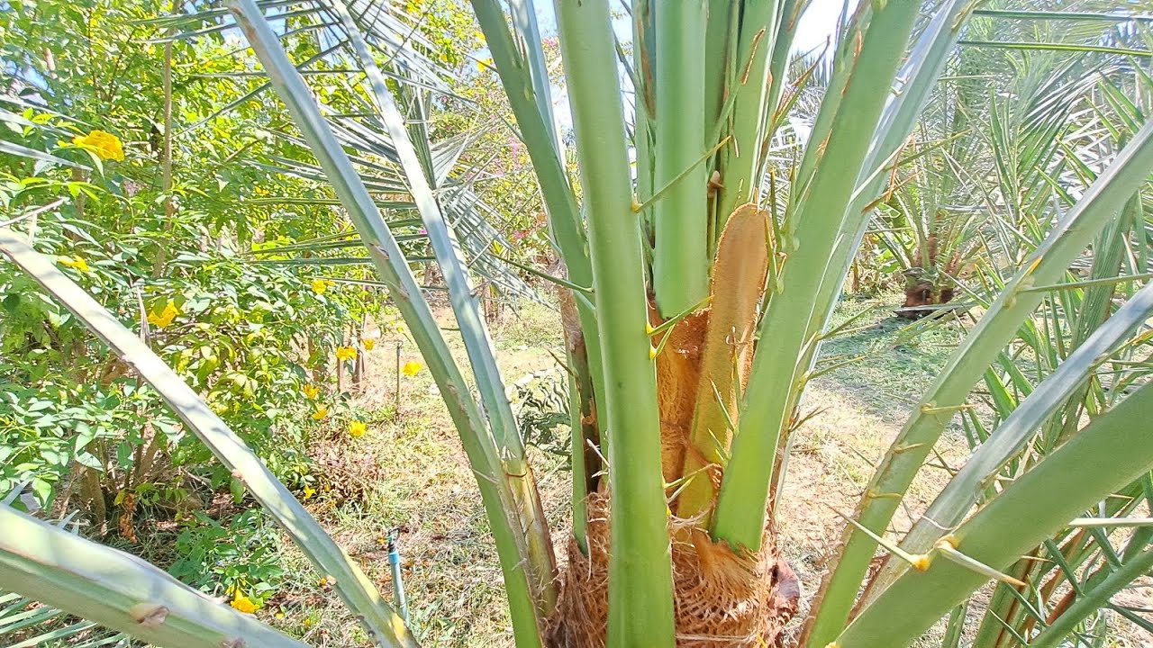 ช่ออินทผลัมปีนี้มาแล้ว หวังใว้ช่อละ5ก.ก.จะได้ใหม#อินทผาลัม - YouTube