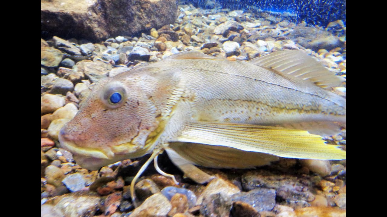 The bizarre walking fish - YouTube