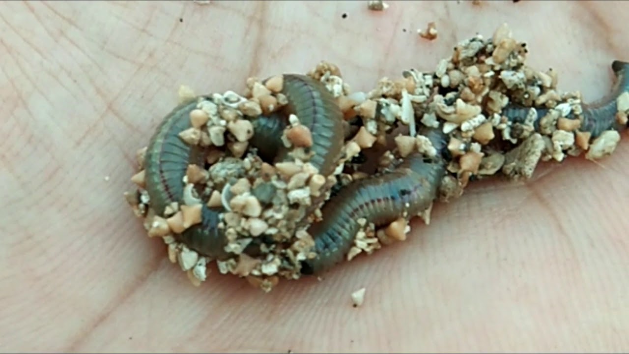 tehnik mencari cacing laut..!!!! begini wujud cacing laut.... - YouTube