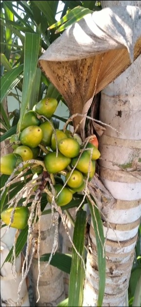 Palmito Pupunha com frutos (Nativo da Amazônia) - YouTube