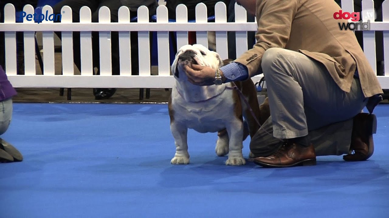 Manchester Championship Dog Show 2016 - Utility group - YouTube