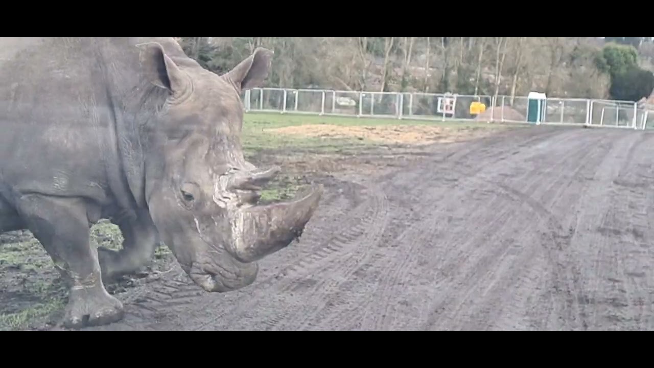 This Rhino had jogged across the paddock straight at my van (grey ...
