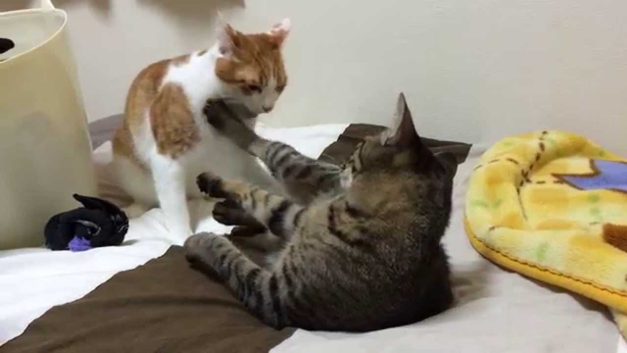 【Funny Cats】回転猫兄弟の戦い Battle of rotation cat - YouTube