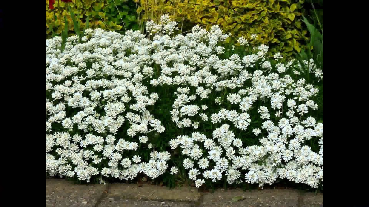 WIT EN WIT-ACHTIG BLOEIENDE VASTE PLANTEN - WEISS UND WEISS-ÄHNLICH ...