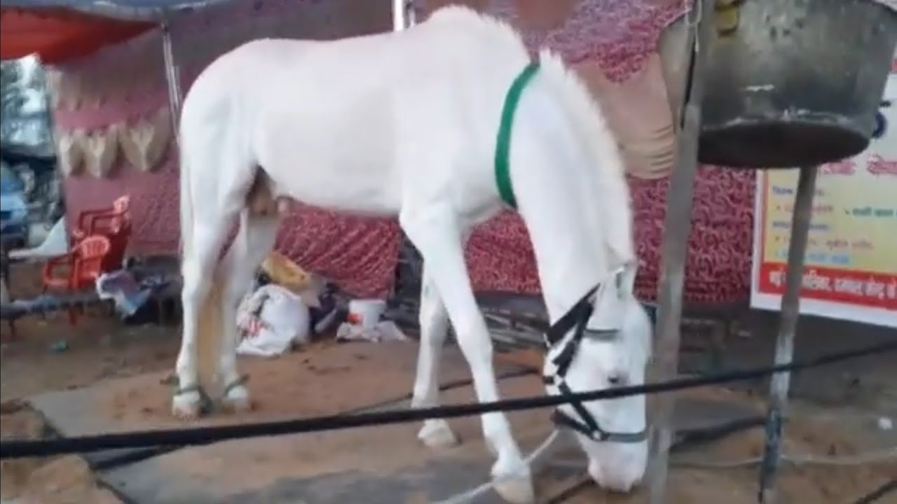 Safed Pari | Horse Fair | Beri ka mela Sirsa | Biggest in India - YouTube