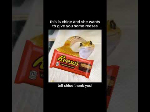 chloe❤️ #viral #cute #gecko #pet #pets #animal #fyp
