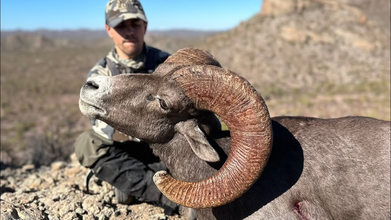 Desert Bighorn Sheep Hunt in Sonora, Mexico with Jay Scott Outdoors ...