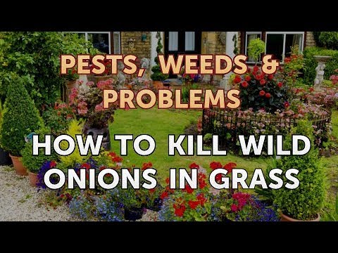 How to Kill Wild Onions in Grass - YouTube