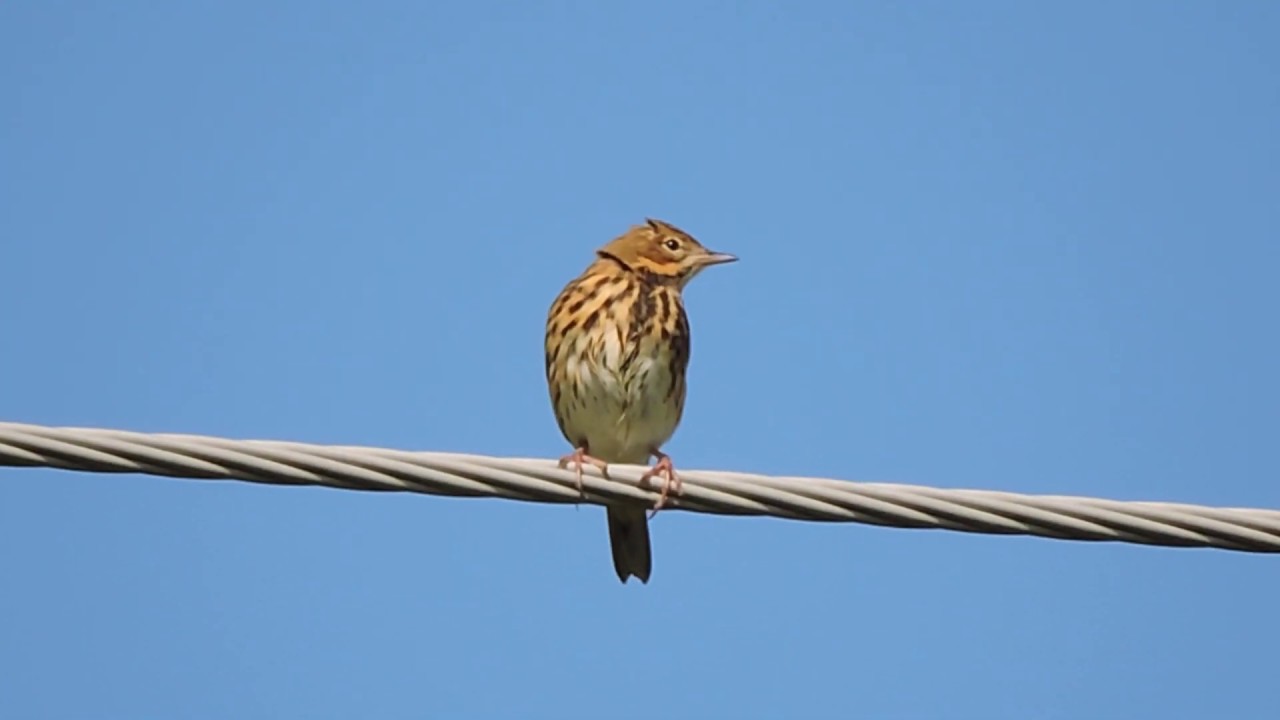 Niittykirvinen Anthus pratensis Espoo Finland 4.9.2015 - YouTube
