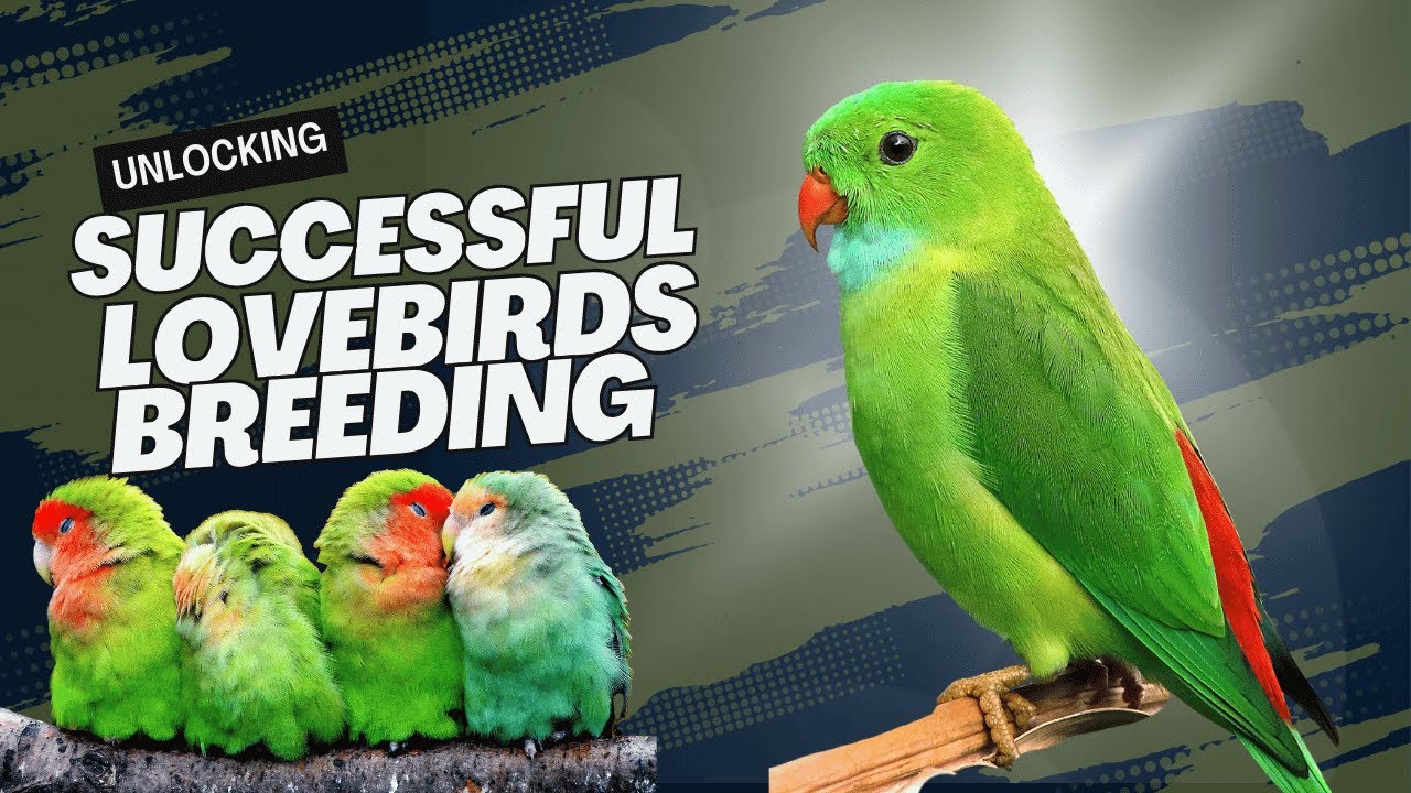 Unlocking the Secrets of Successful Lovebirds Breeding - YouTube