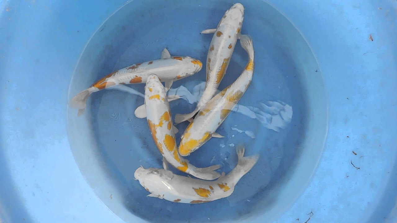 Kodama Koi, Lemon Hariwake, l1013ma001 - YouTube