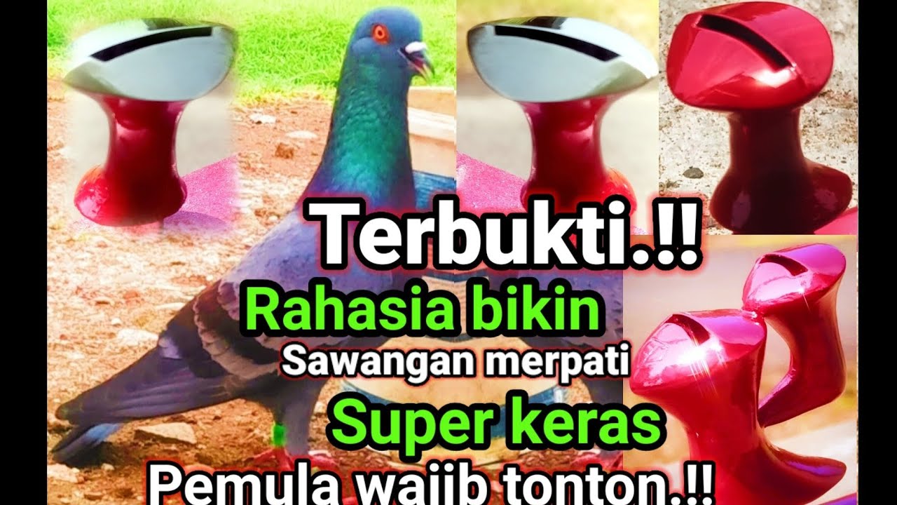 TUTORIAL.!! cara bikin Sawangan MERPATI TERKERAS | Sawangan MERPATI ...