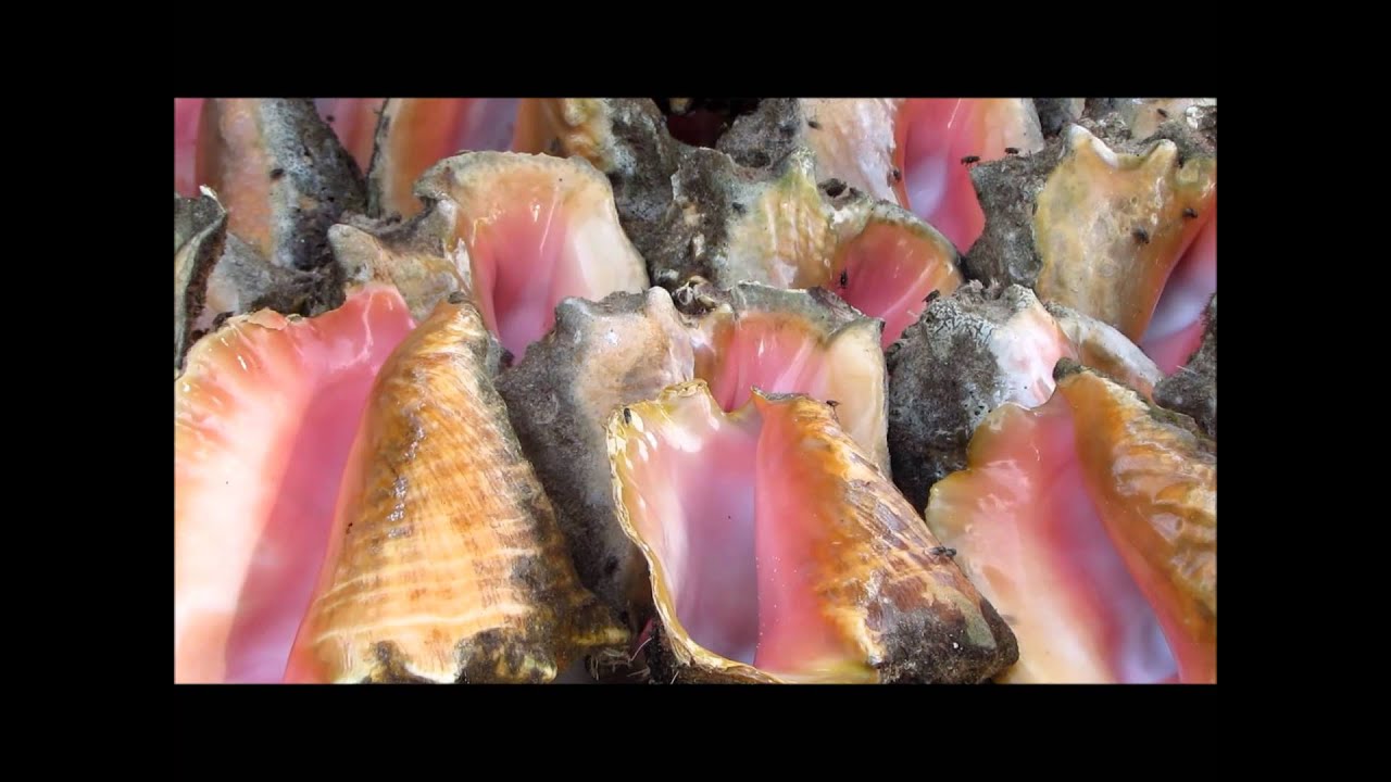 BIMINI, BAHAMAS CONCH FEAST - YouTube