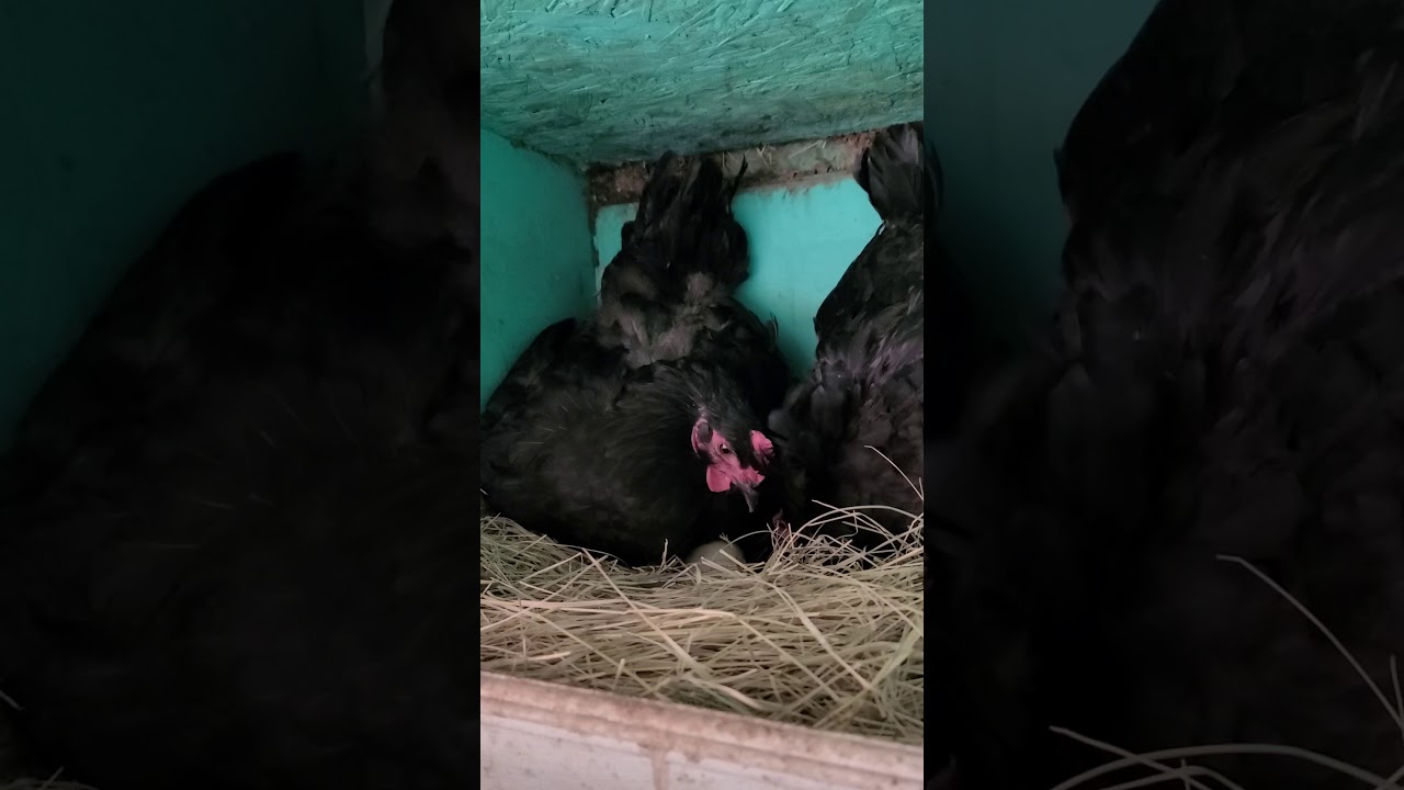 MAMA CHICKENS LOVE THEIR BABIES! - YouTube