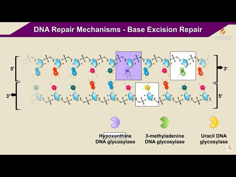 How To Fix A Base Excision Repair