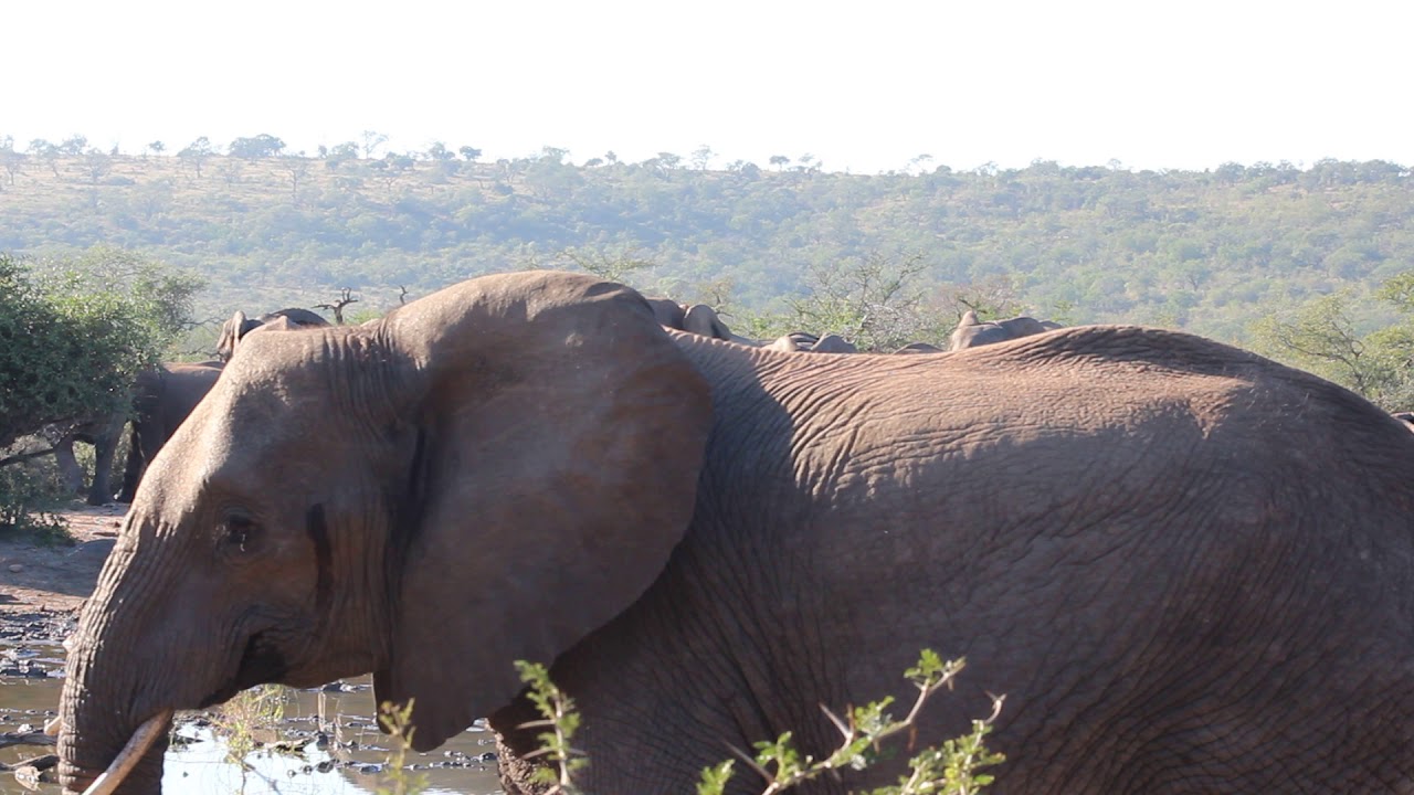 Hluhluwe Imfolozi Park at Mphafa Hide - YouTube