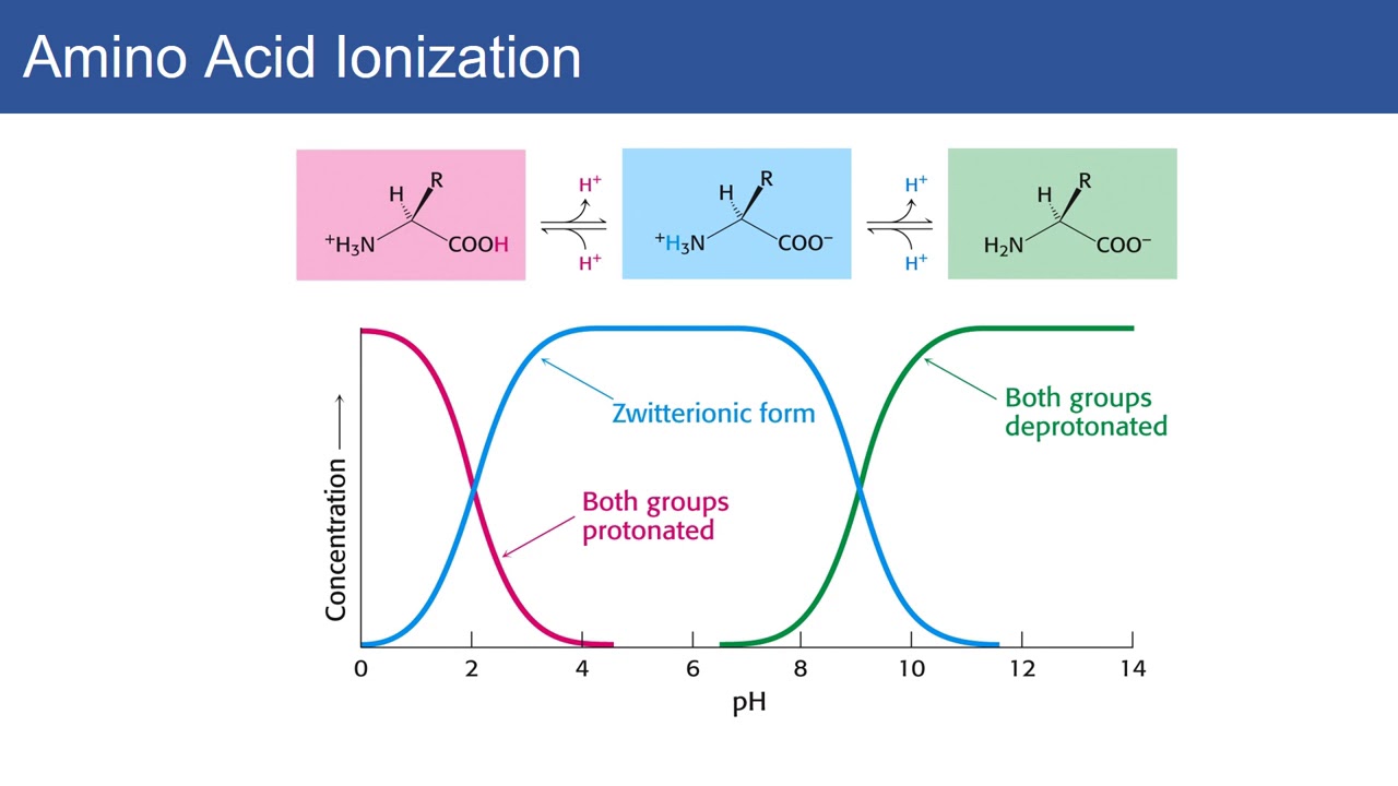Tue, May 15, 09 52 PM - 03.Amino Acids Ionization - YouTube