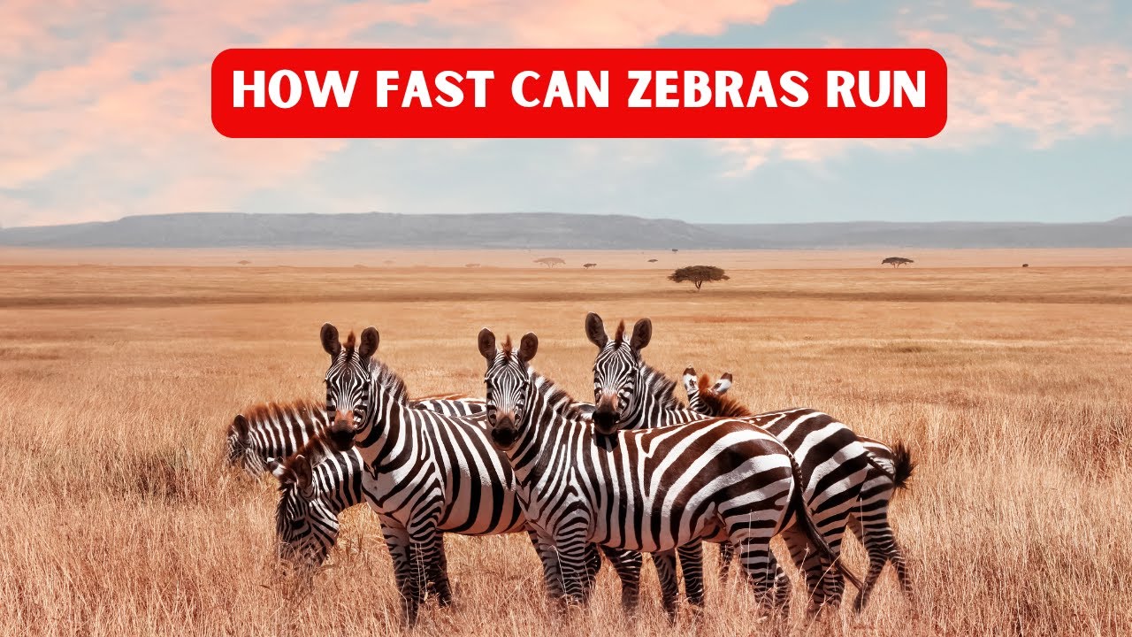 Can a zebra outrun a lion (How Fast Can a Zebra Run) - YouTube