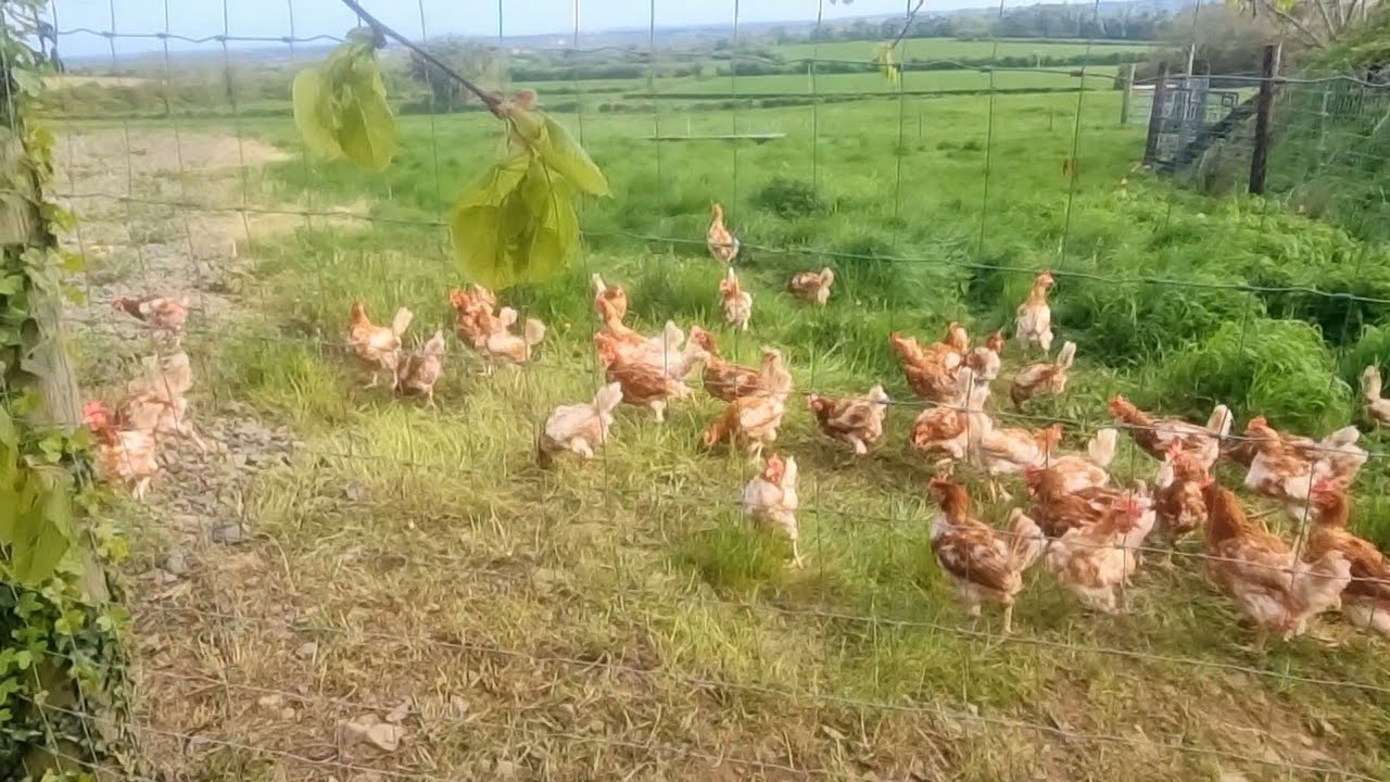 Poultry Farm Tour in Ireland Free-range Poultry Egg Farm - YouTube