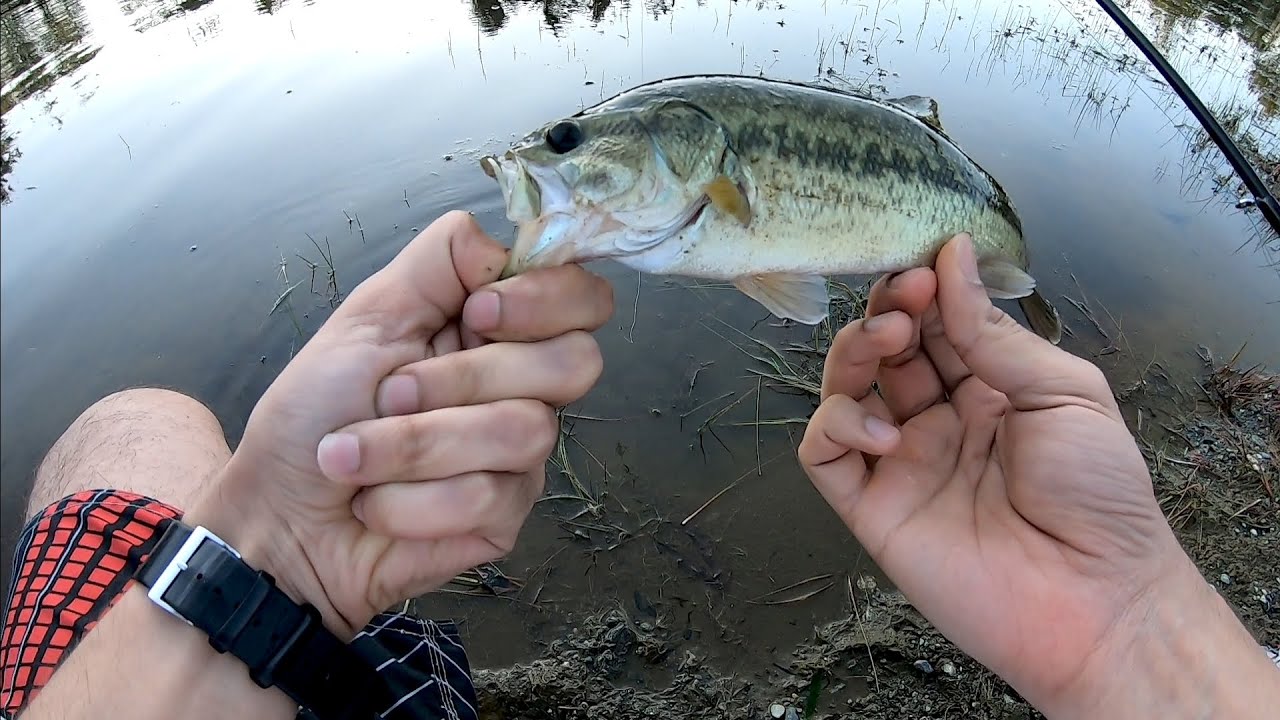 BFS Fishing | Dink Fest at the Pond | Kastking Zephyr | Ace Hawk AG ...