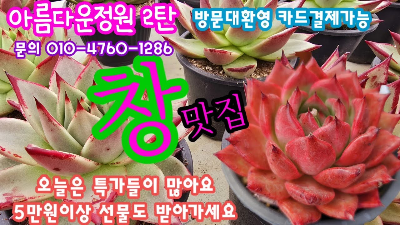 아름다운정원창다육세일된가격 찾아보세요 ♡인디안바숀 ♡아메스트로 ♡킹스웨이 ♡골든트로피 ♡원종에보니슈퍼클론 5만원이상 무료