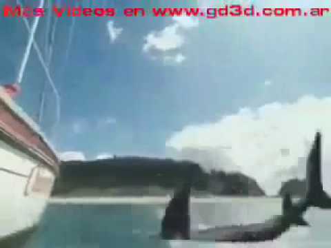 3 sn video