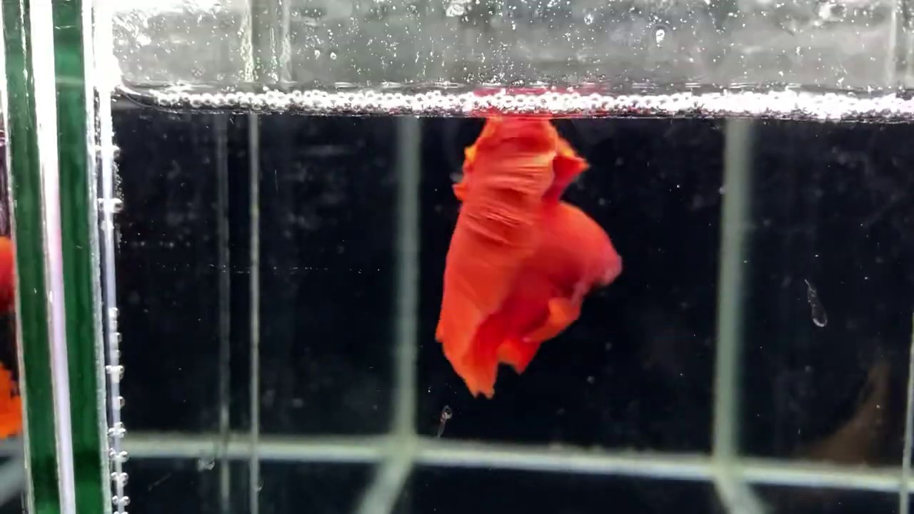 C15 HM RED SOLID COLOR 70 pln - YouTube