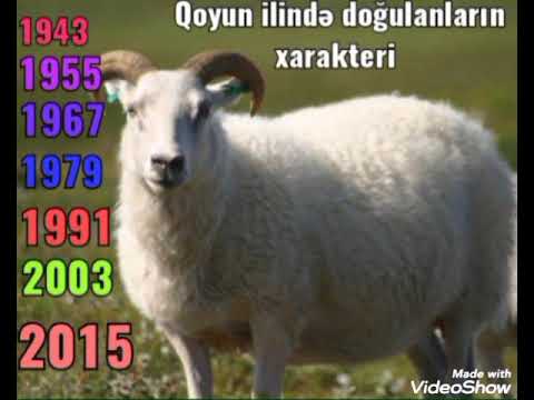 Qoyun ilində doğulanların xarakteri