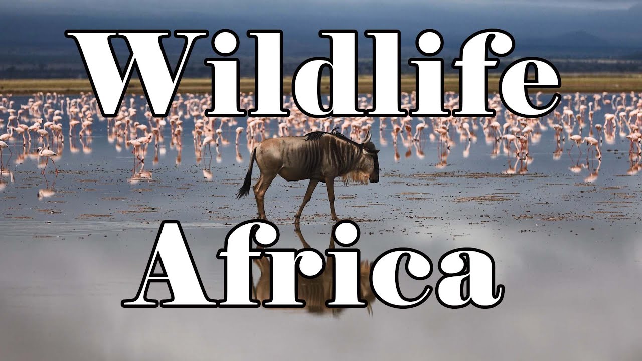 Africa Wildlife In 1 Minute - Scenic Travel Short Video - YouTube