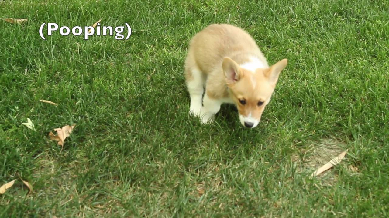 CORGI PUPPY RUNNING FOR PRESIDENT - YouTube