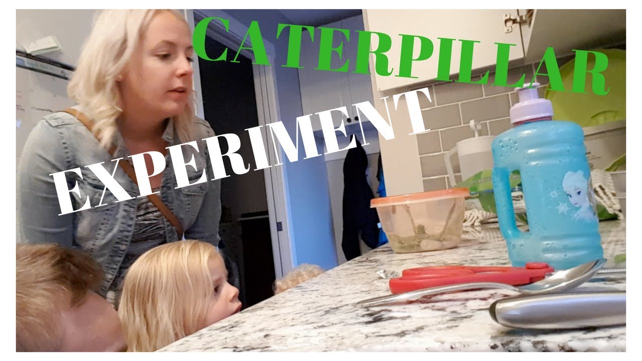 CATERPILLAR AT HOME EXPERIMENT | BUTTERFLY OR MOTH?? - YouTube