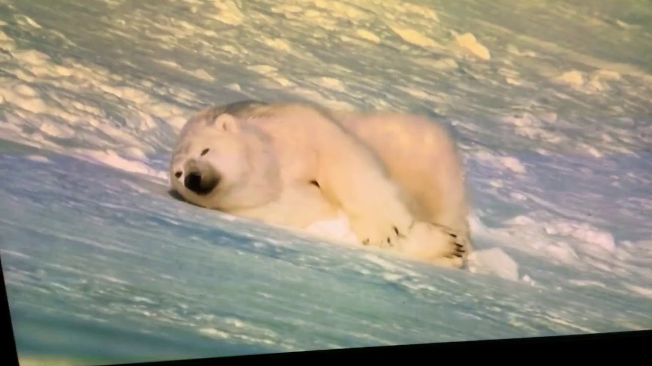 Disneynature Earth Part 1 - YouTube