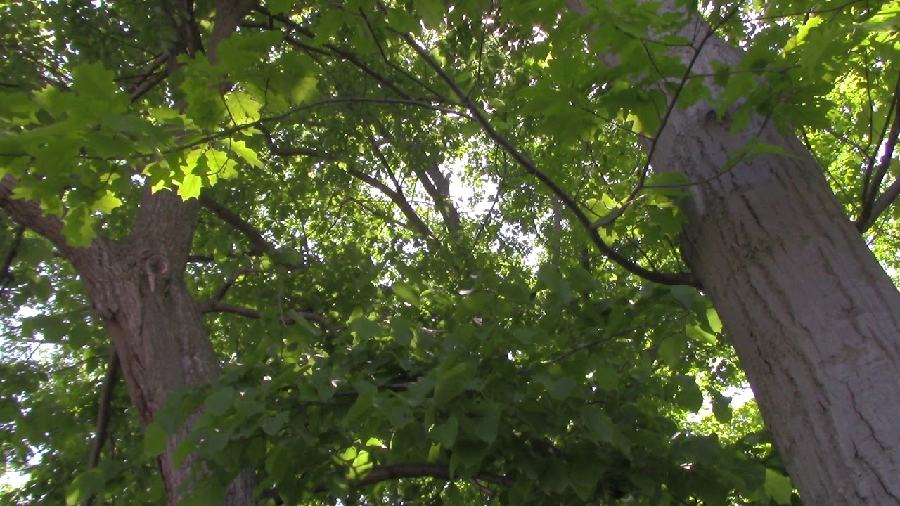 ROYALTY FREE VIDEO: Tree Leaves moving in the Wind HD - YouTube