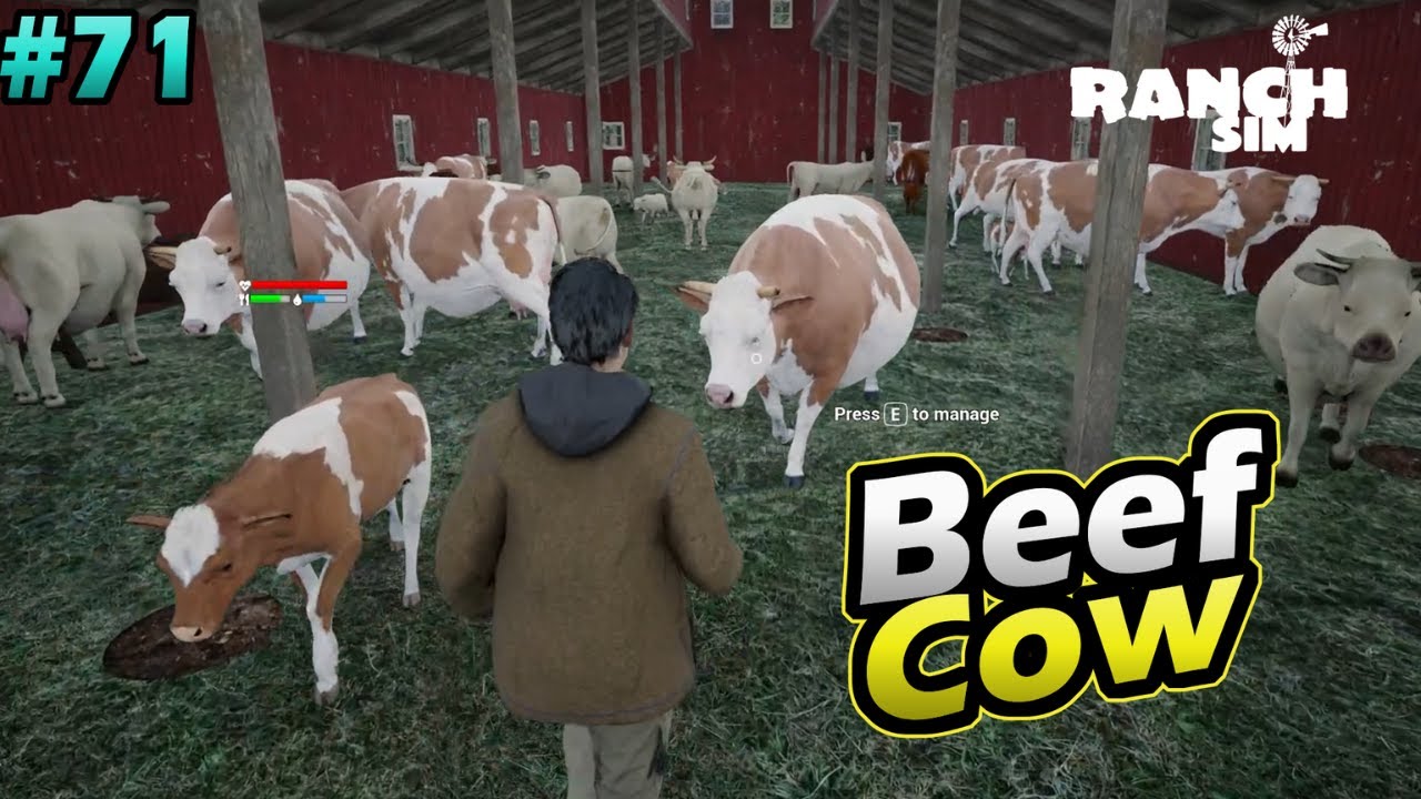 All Beef and Dairy Cow || Ranch Simulator Gameplay #71 - YouTube