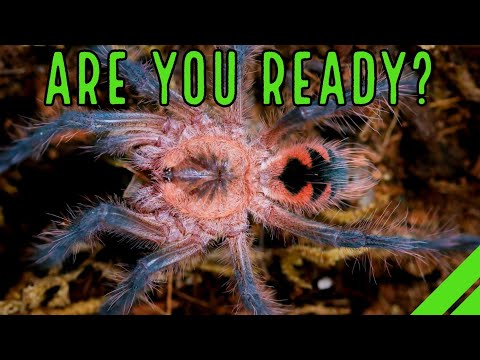 YOUR 1st Tarantula / What To Expect When YOU'RE Expecting a Spider
