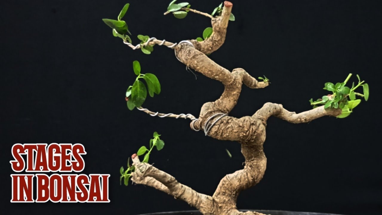 Bonsai Stages: How to Create Stunning Miniature Trees #bonsai - YouTube