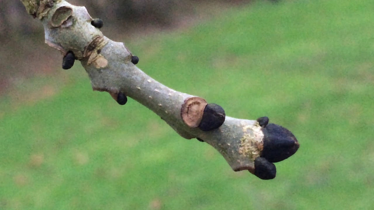 Common ash (Fraxinus excelsior) - buds & branch - January 2018 - YouTube